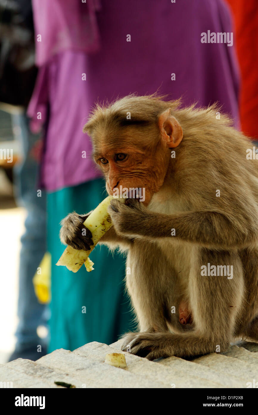India macaca mulatta primate old world rhesus monkey macaque hi-res ...
