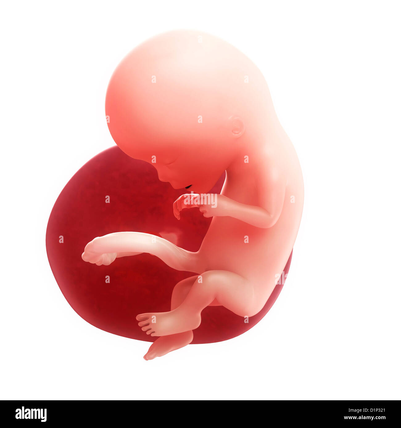 Foetus at 12 weeks, artwork Stock Photo - Alamy