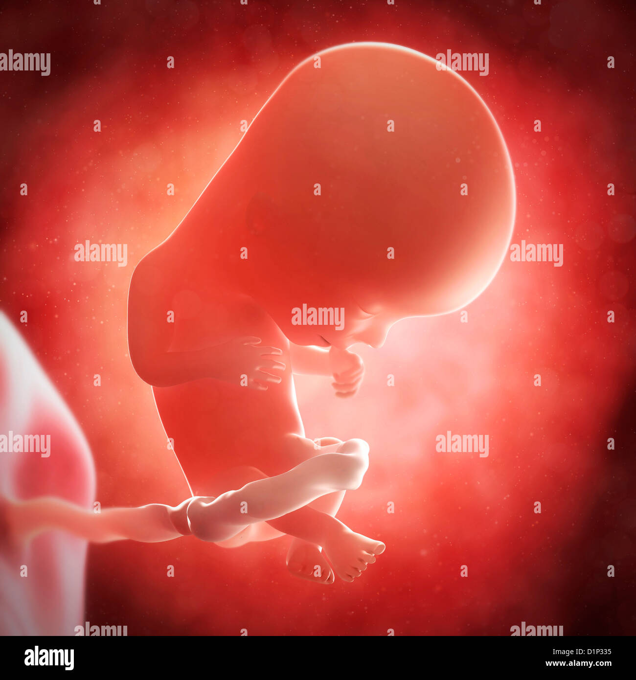 Baby Womb Foetus High Resolution Stock Photography and Images - Alamy