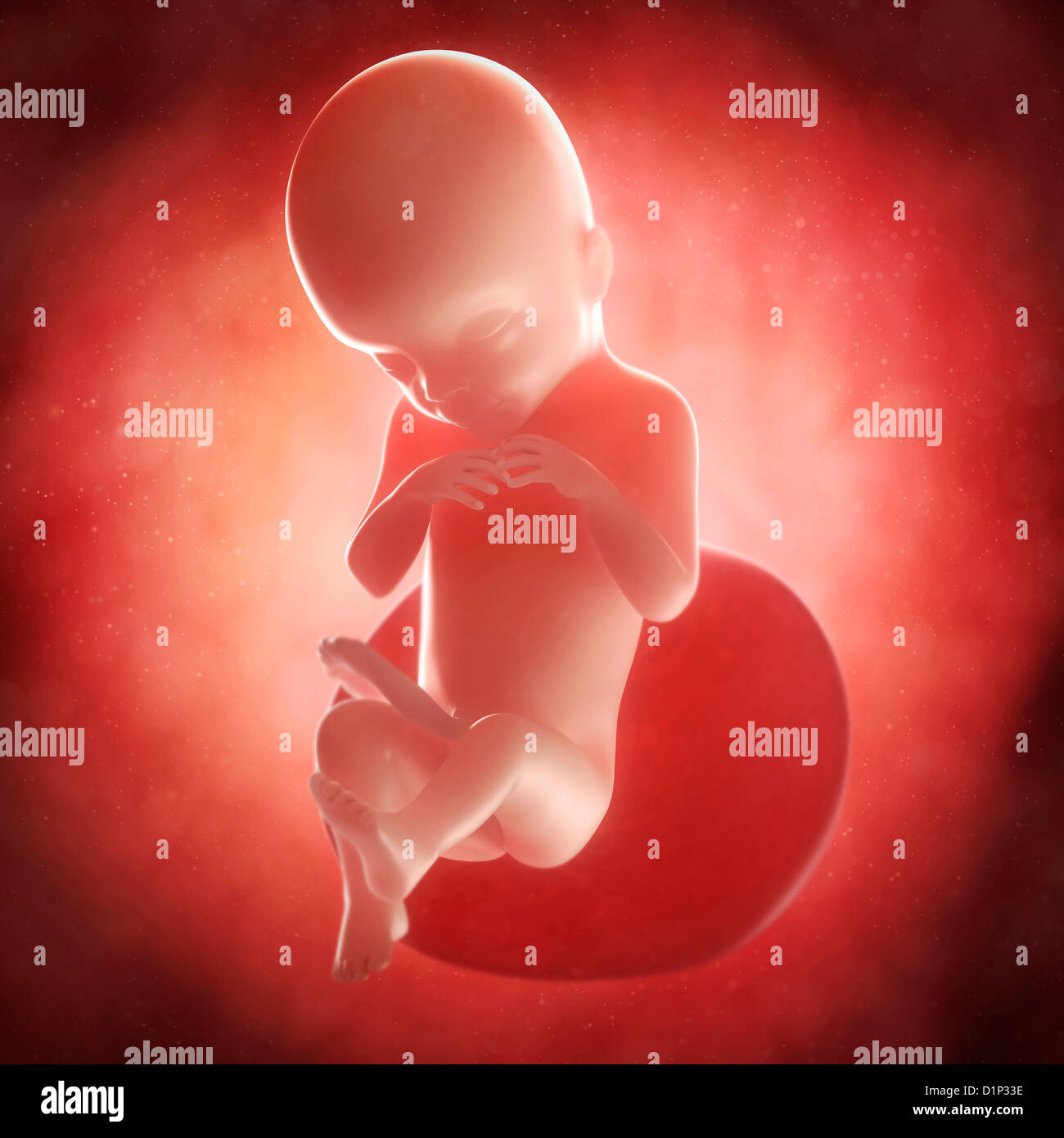 Foetus In Womb Stock Photos & Foetus In Womb Stock Images - Alamy