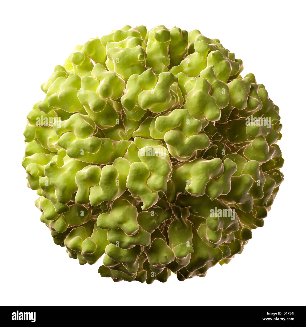Feline calicivirus, artwork Stock Photo - Alamy