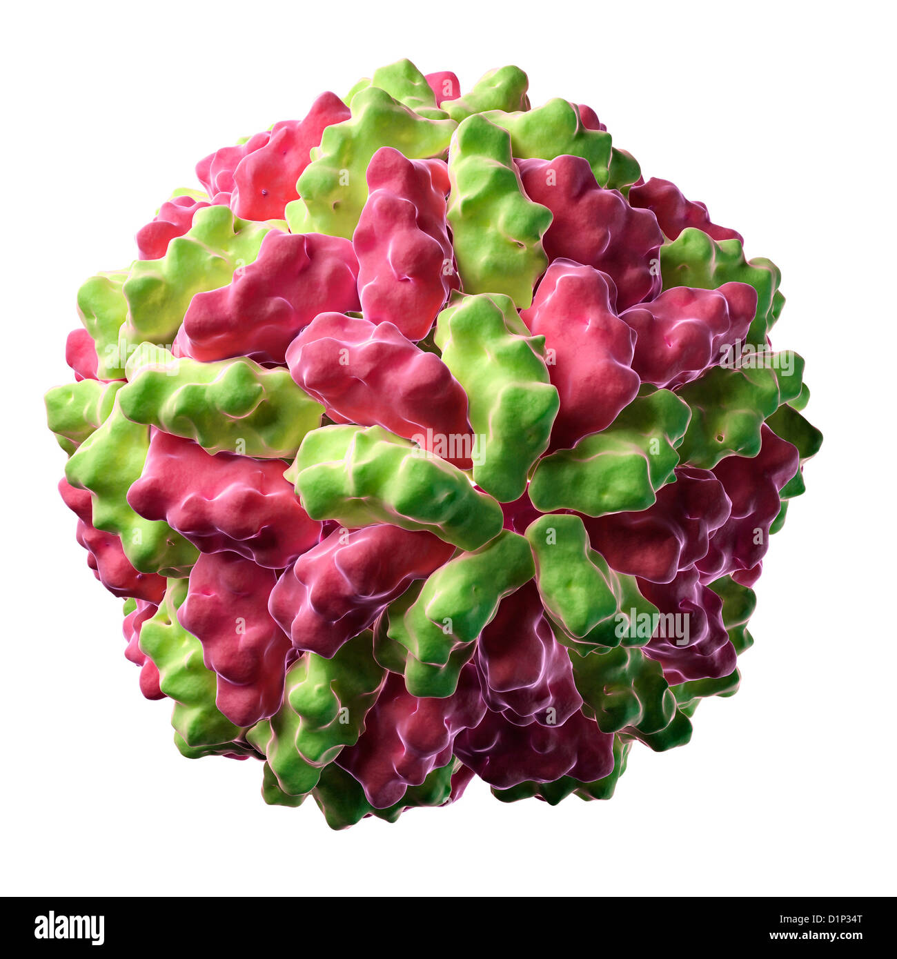 L microbiology hi-res stock photography and images - Alamy