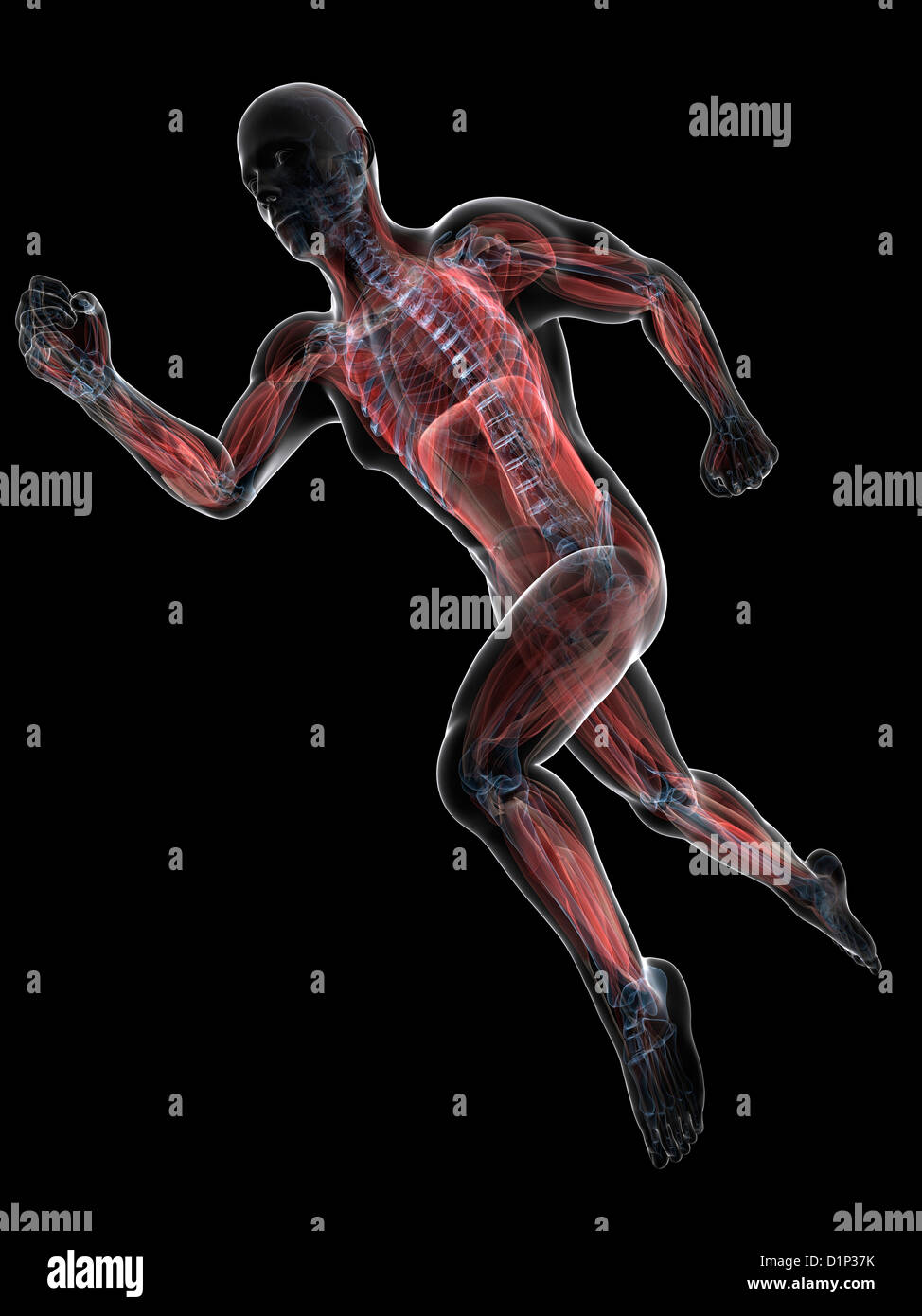 Body muscle anatomy sprinter hi-res stock photography and images - Alamy
