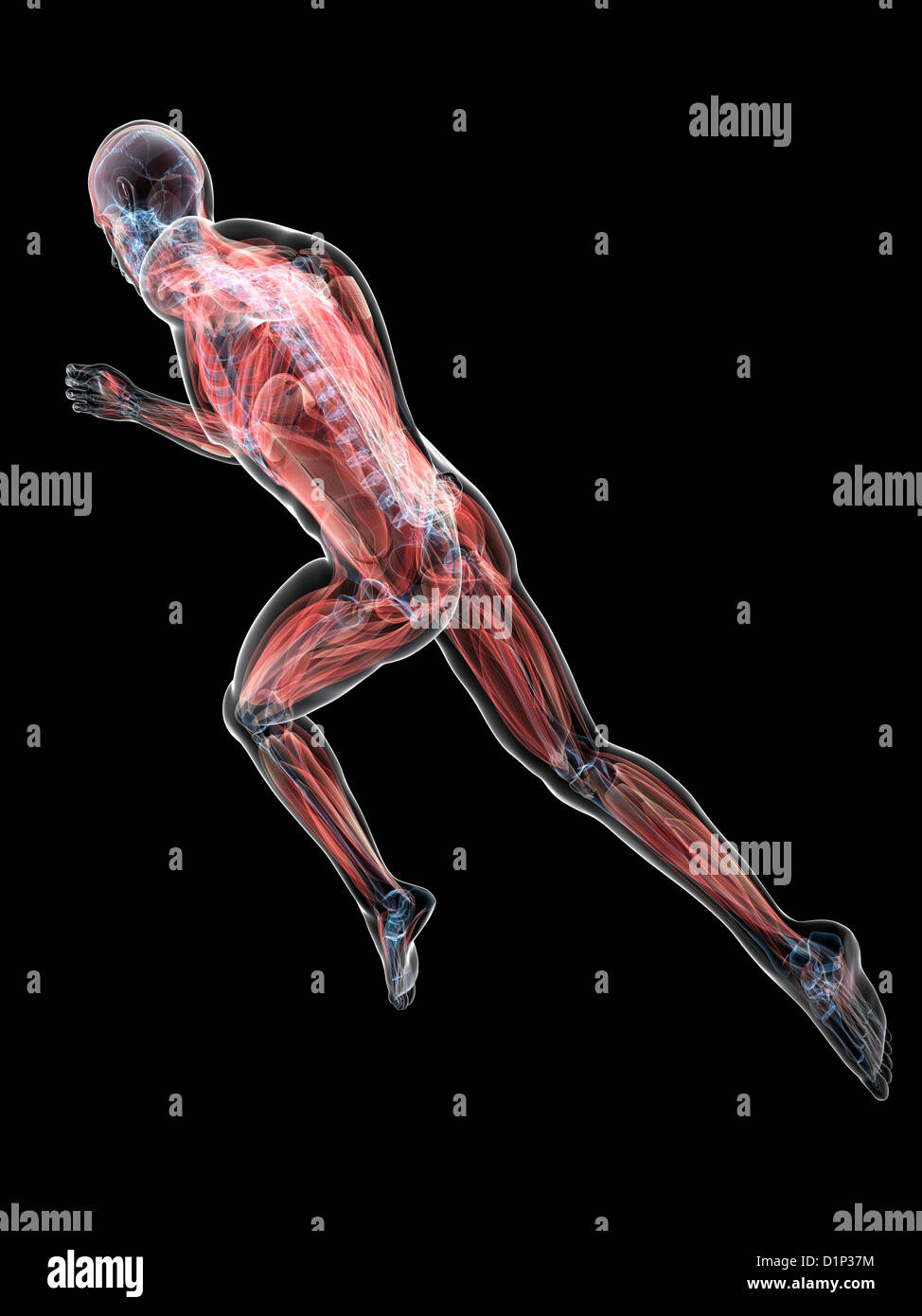 Body muscle anatomy sprinter hi-res stock photography and images - Alamy