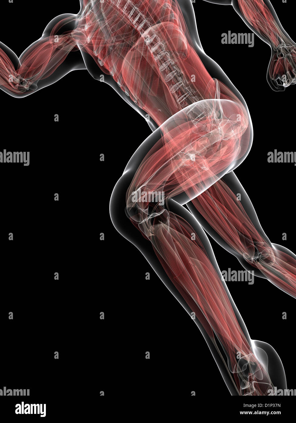 Body muscle anatomy sprinter hi-res stock photography and images - Alamy