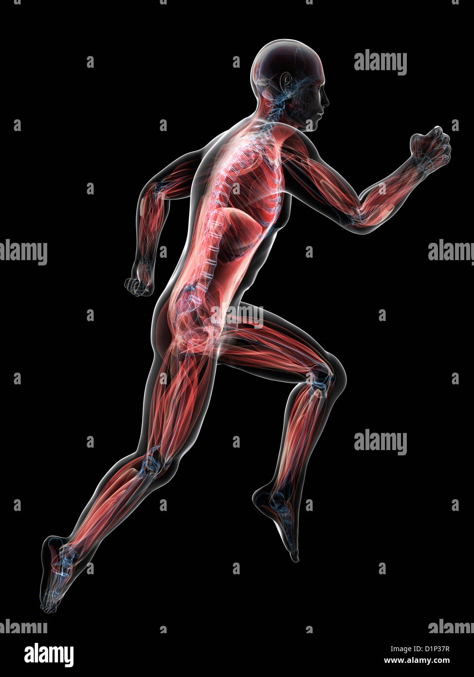 Body muscle anatomy sprinter hi-res stock photography and images - Alamy