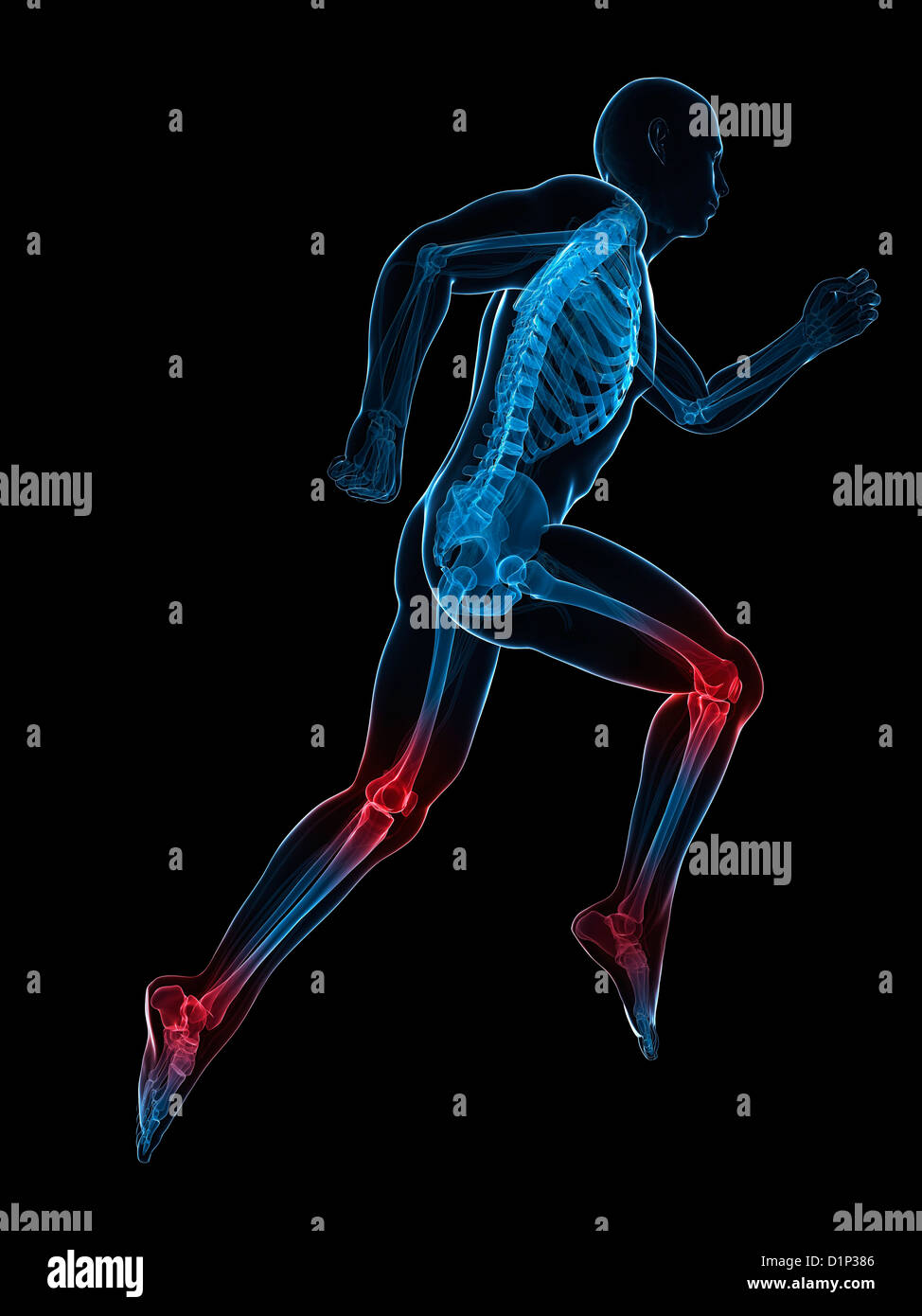Body muscle anatomy sprinter hi-res stock photography and images - Alamy