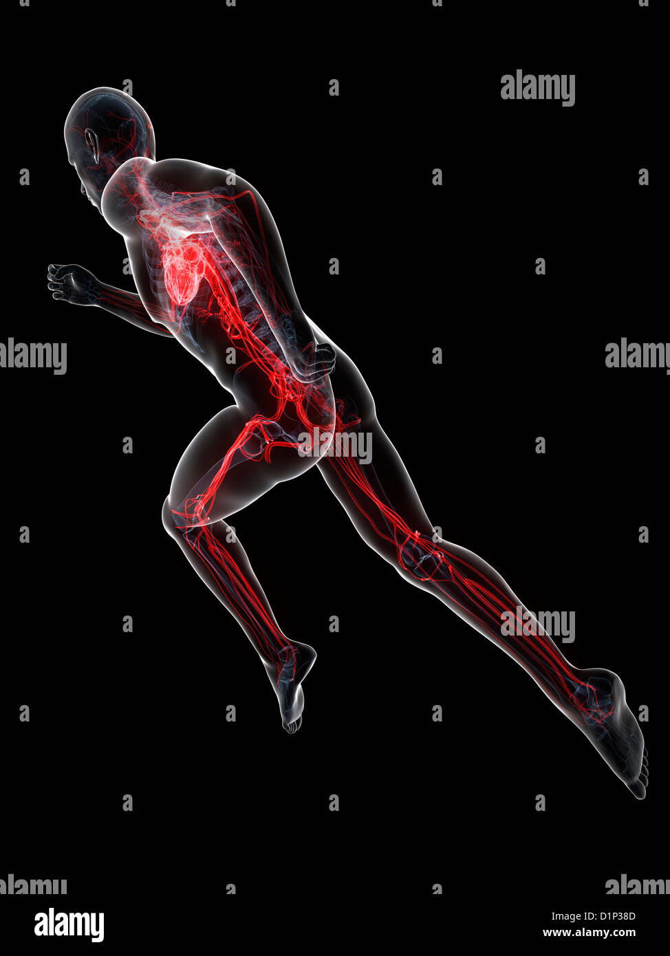 Body muscle anatomy sprinter hi-res stock photography and images - Alamy