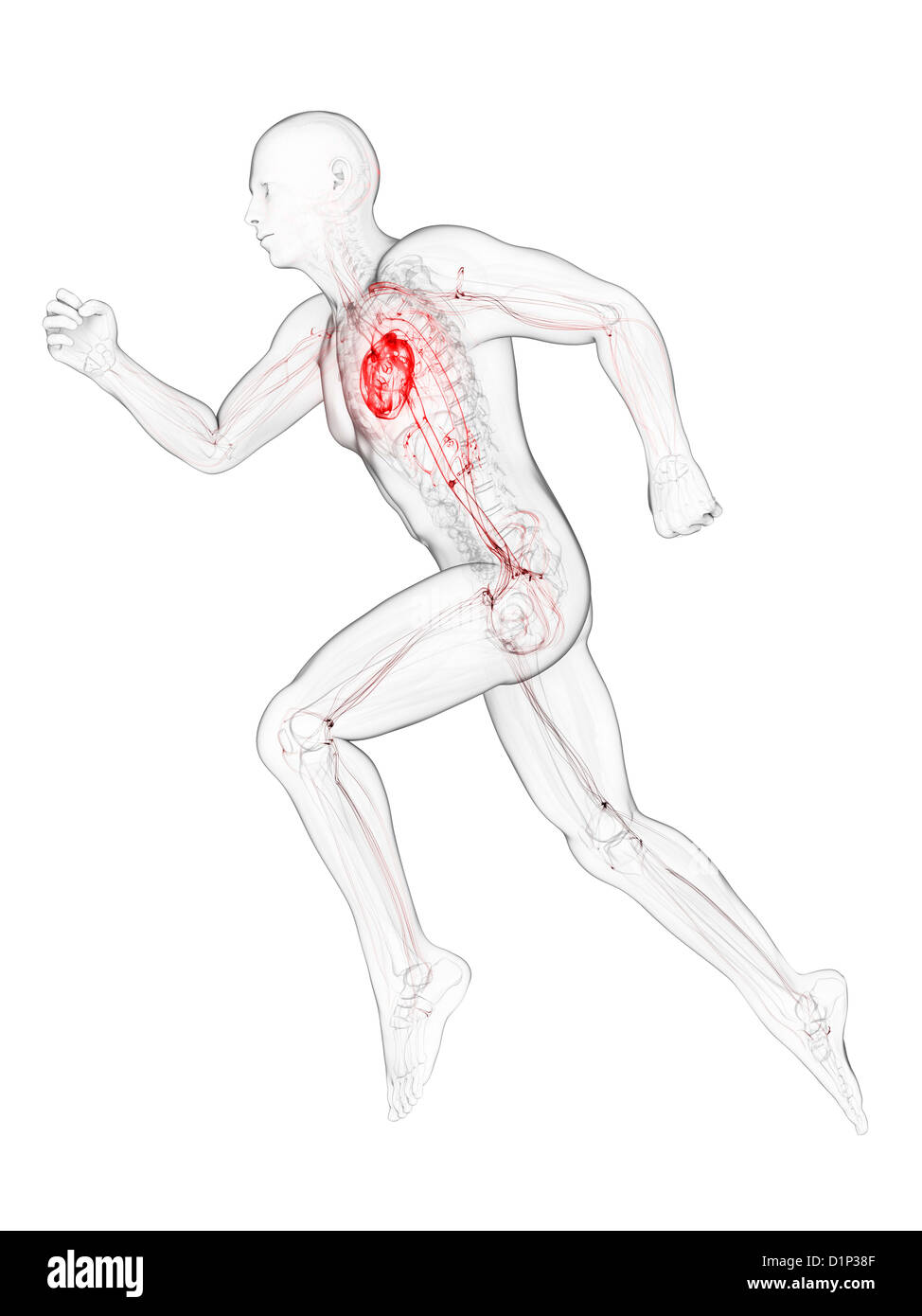 Body muscle anatomy sprinter hi-res stock photography and images - Alamy