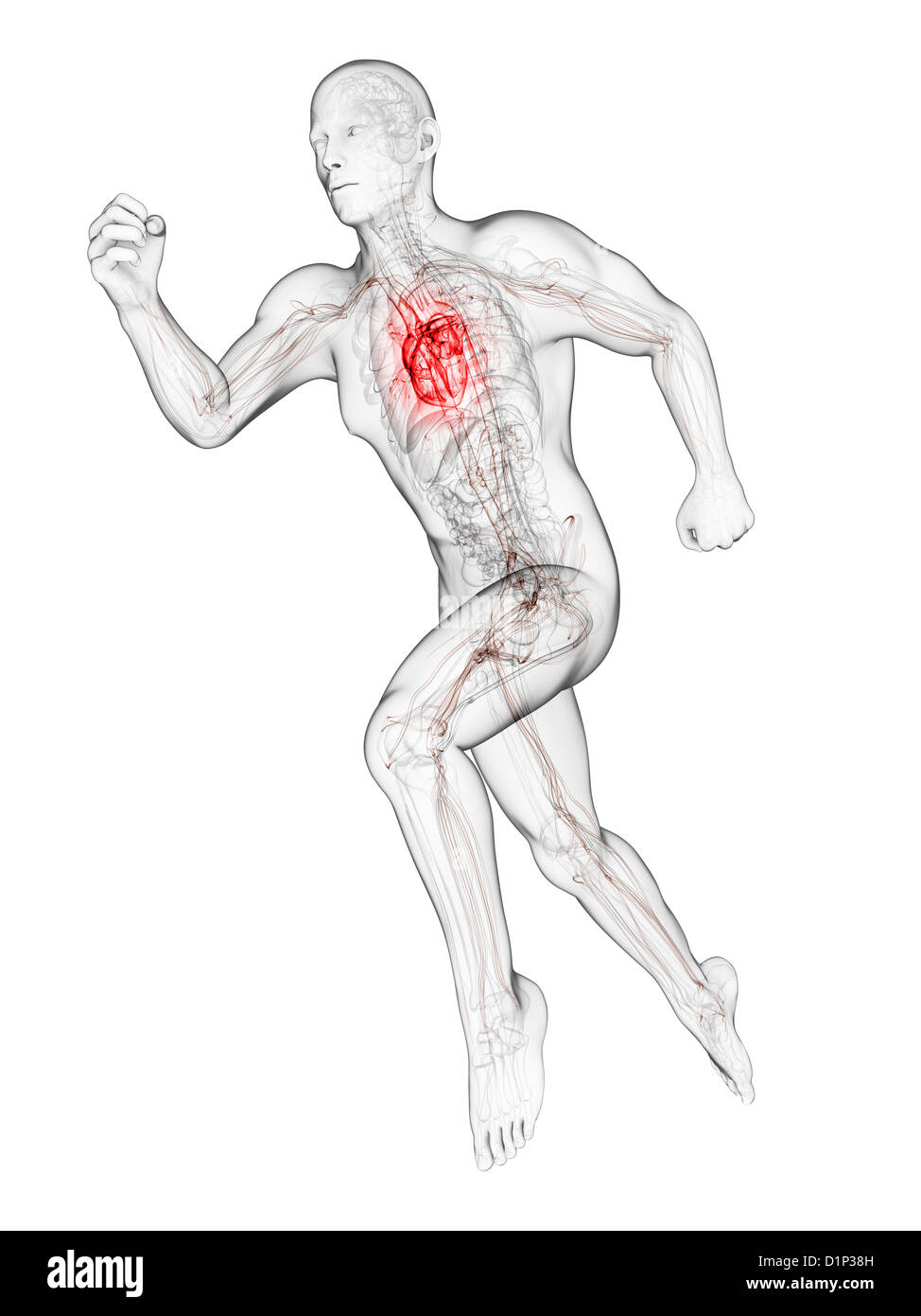 Body muscle anatomy sprinter hi-res stock photography and images - Alamy