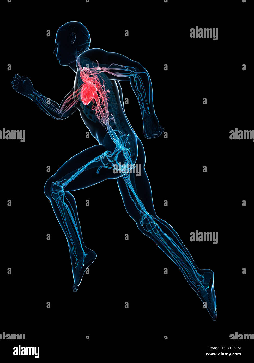 Body muscle anatomy sprinter hi-res stock photography and images - Alamy