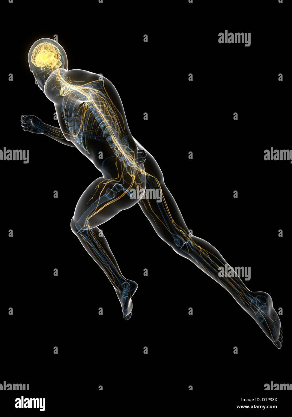 Body muscle anatomy sprinter hi-res stock photography and images - Alamy