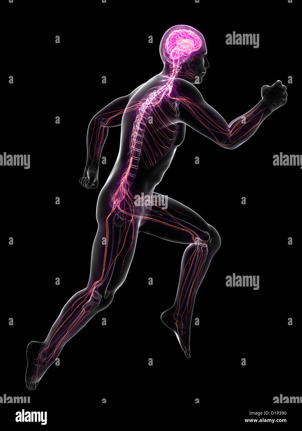 Body muscle anatomy sprinter hi-res stock photography and images - Alamy