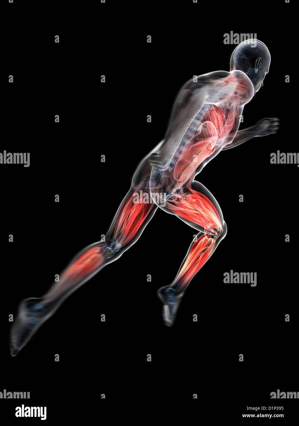 Body muscle anatomy sprinter hi-res stock photography and images - Alamy