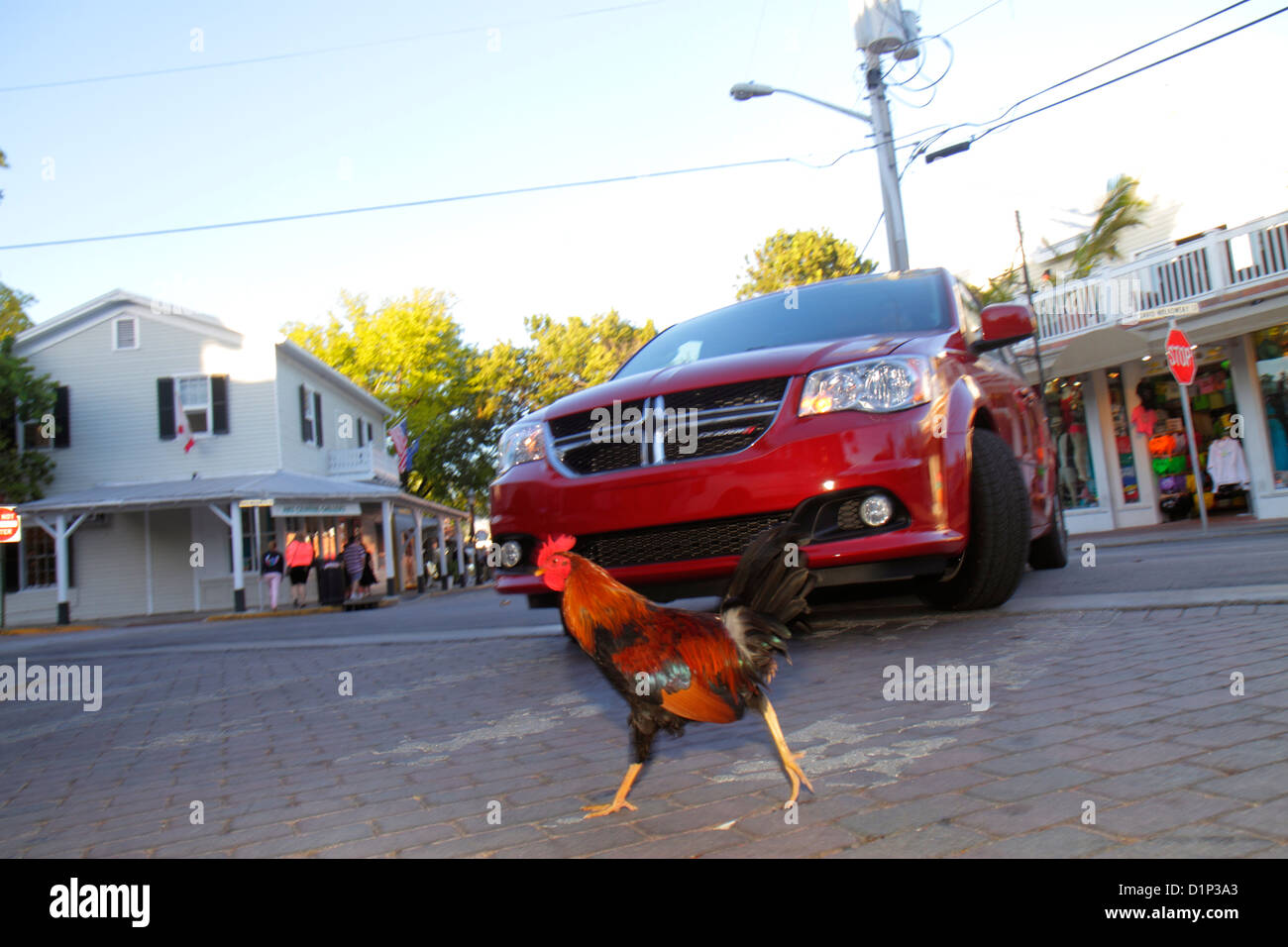 Florida Key West Florida,Keys Front Street,loose rooster,vehicle ...