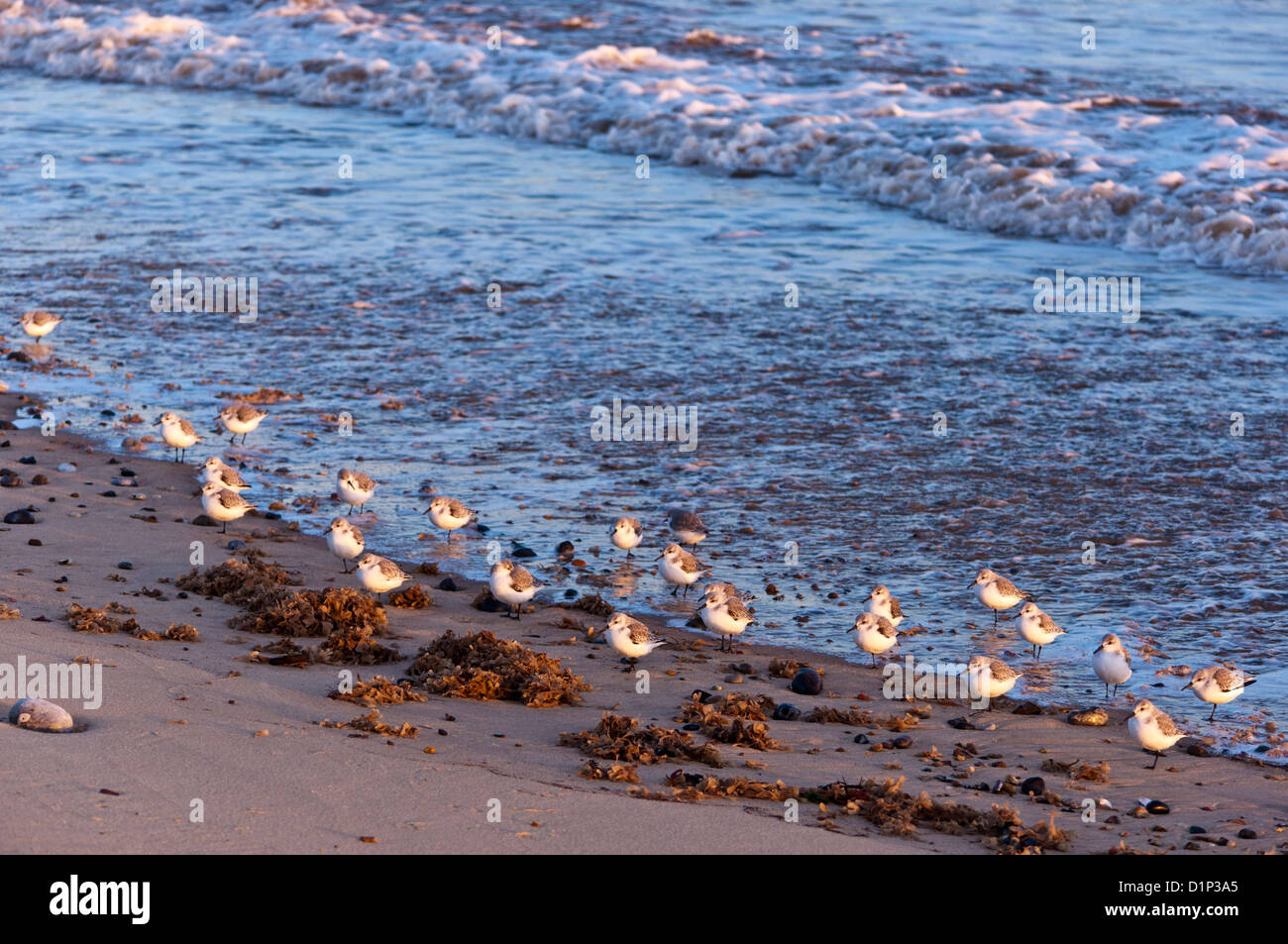Flock of Sanderling birds calidris alba along tide line at edge of sea ...