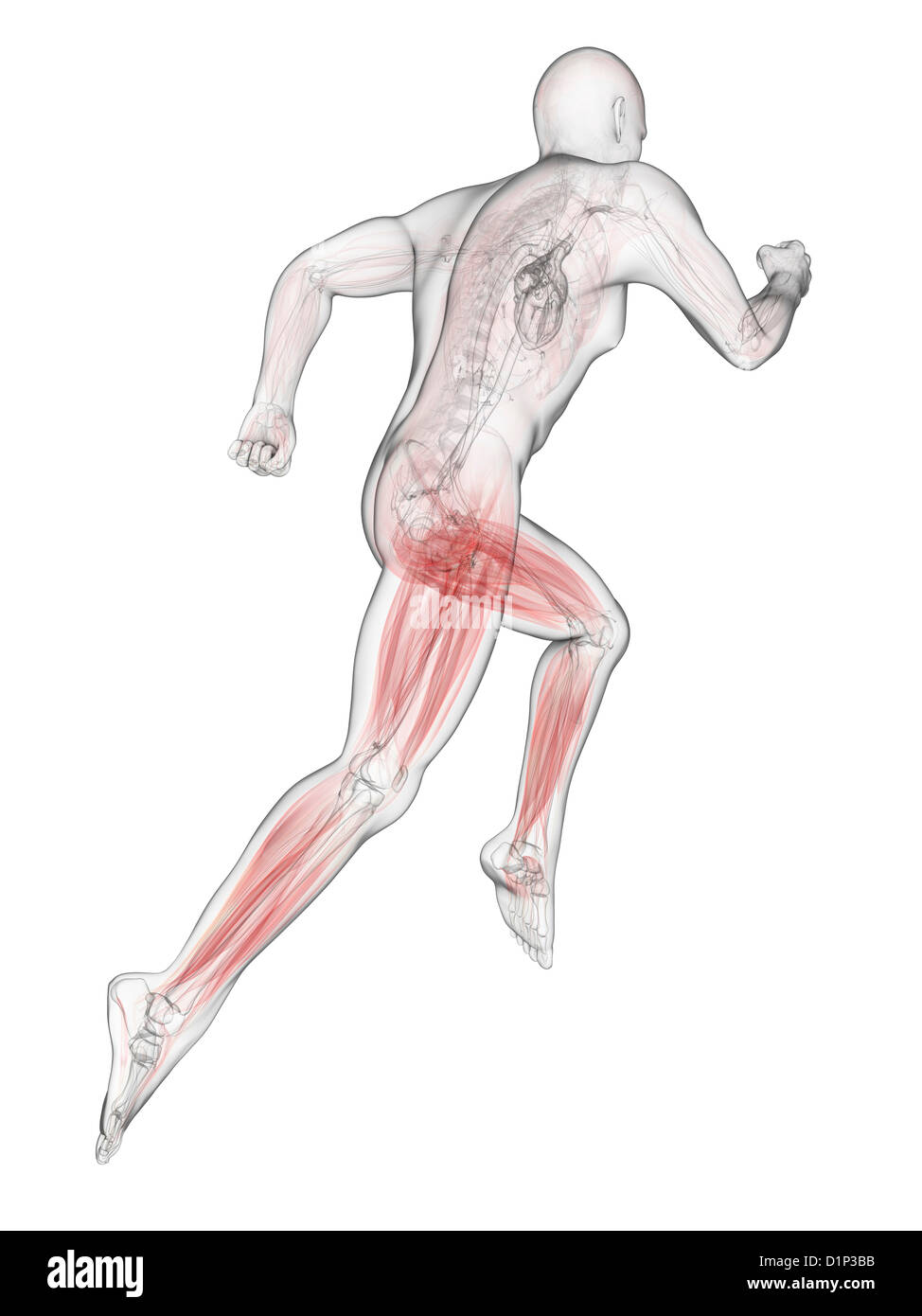 Arm raised anatomy Cut Out Stock Images & Pictures - Alamy