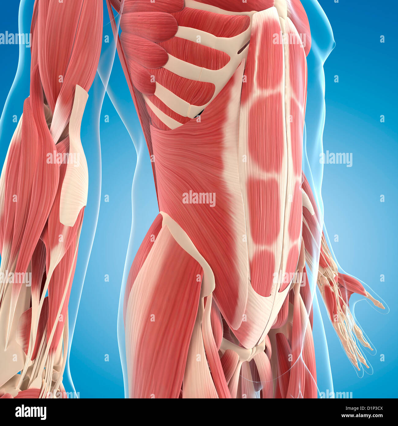 Male musculature, artwork Stock Photo - Alamy