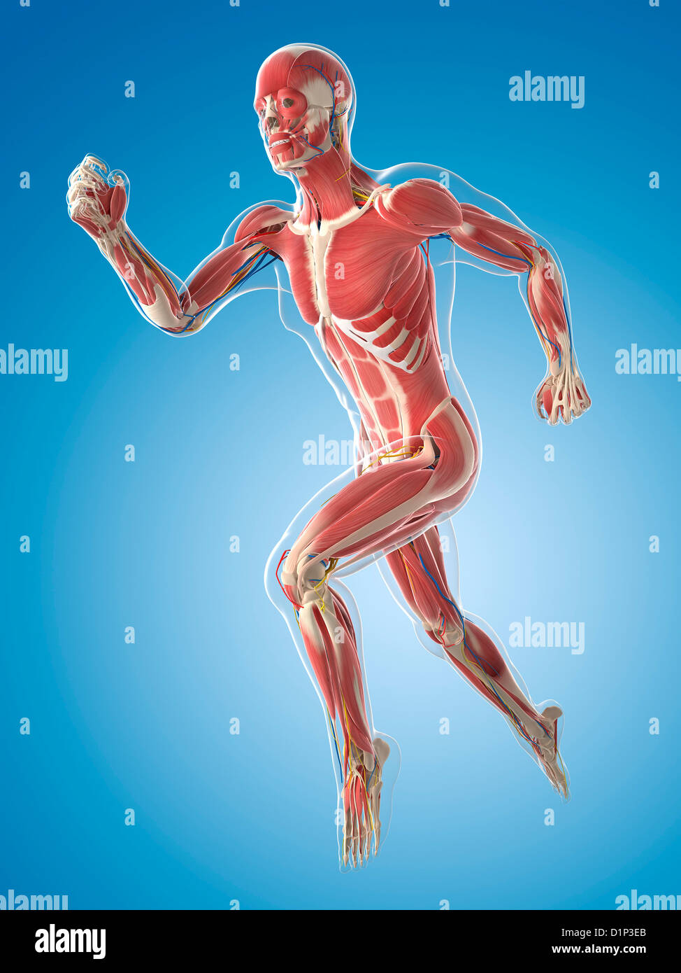 Human muscle moving anatomy hi-res stock photography and images - Alamy