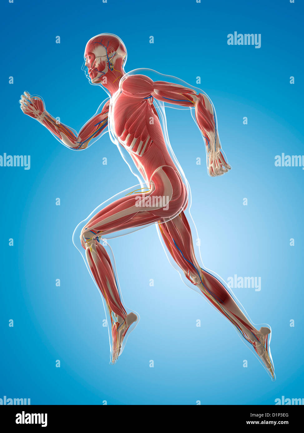 Human muscle moving anatomy hi-res stock photography and images - Alamy