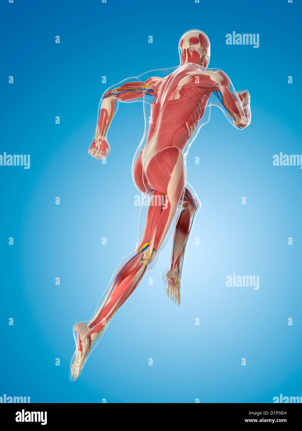 Human muscle moving anatomy hi-res stock photography and images - Alamy