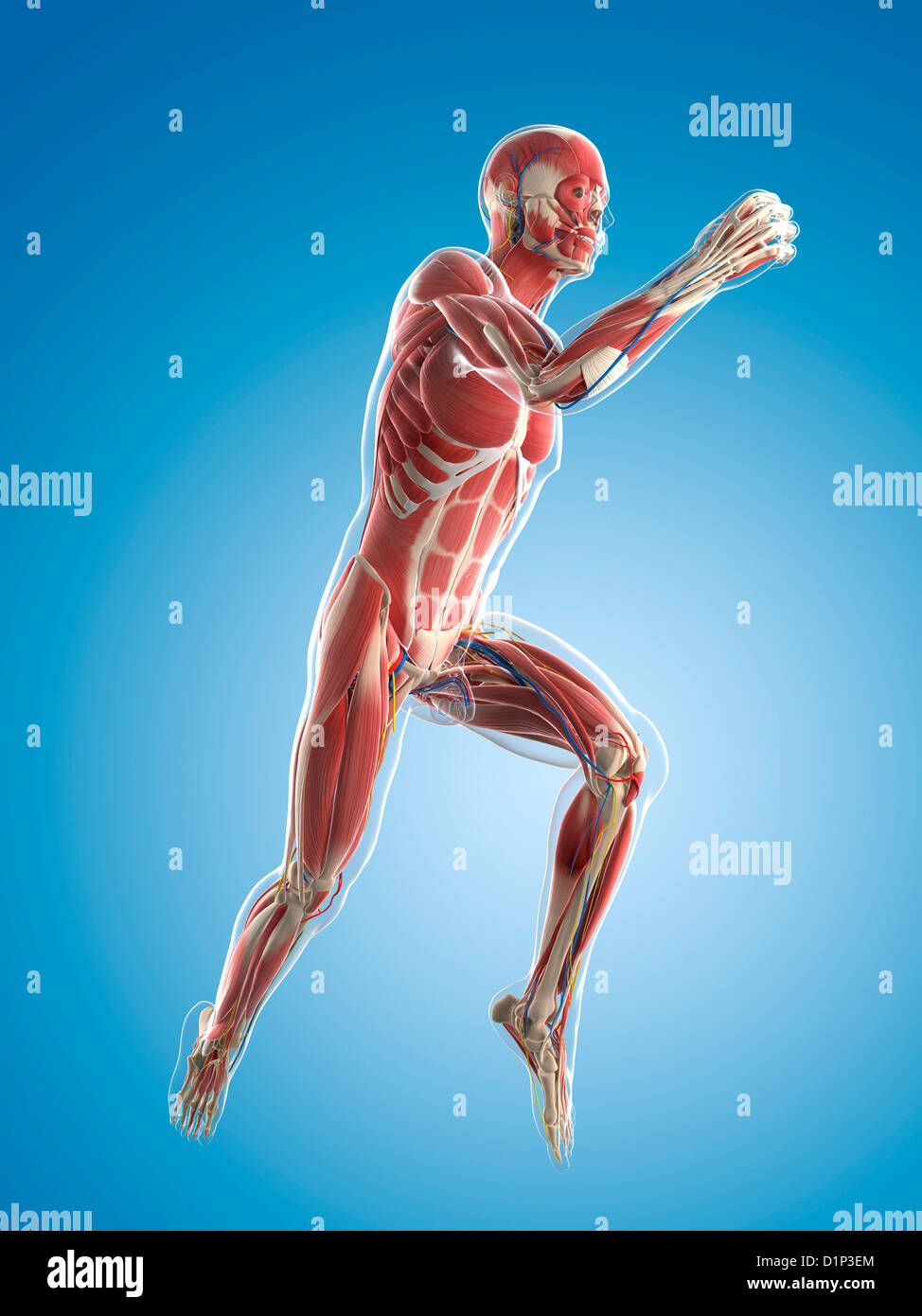 Human muscle moving anatomy hi-res stock photography and images - Alamy