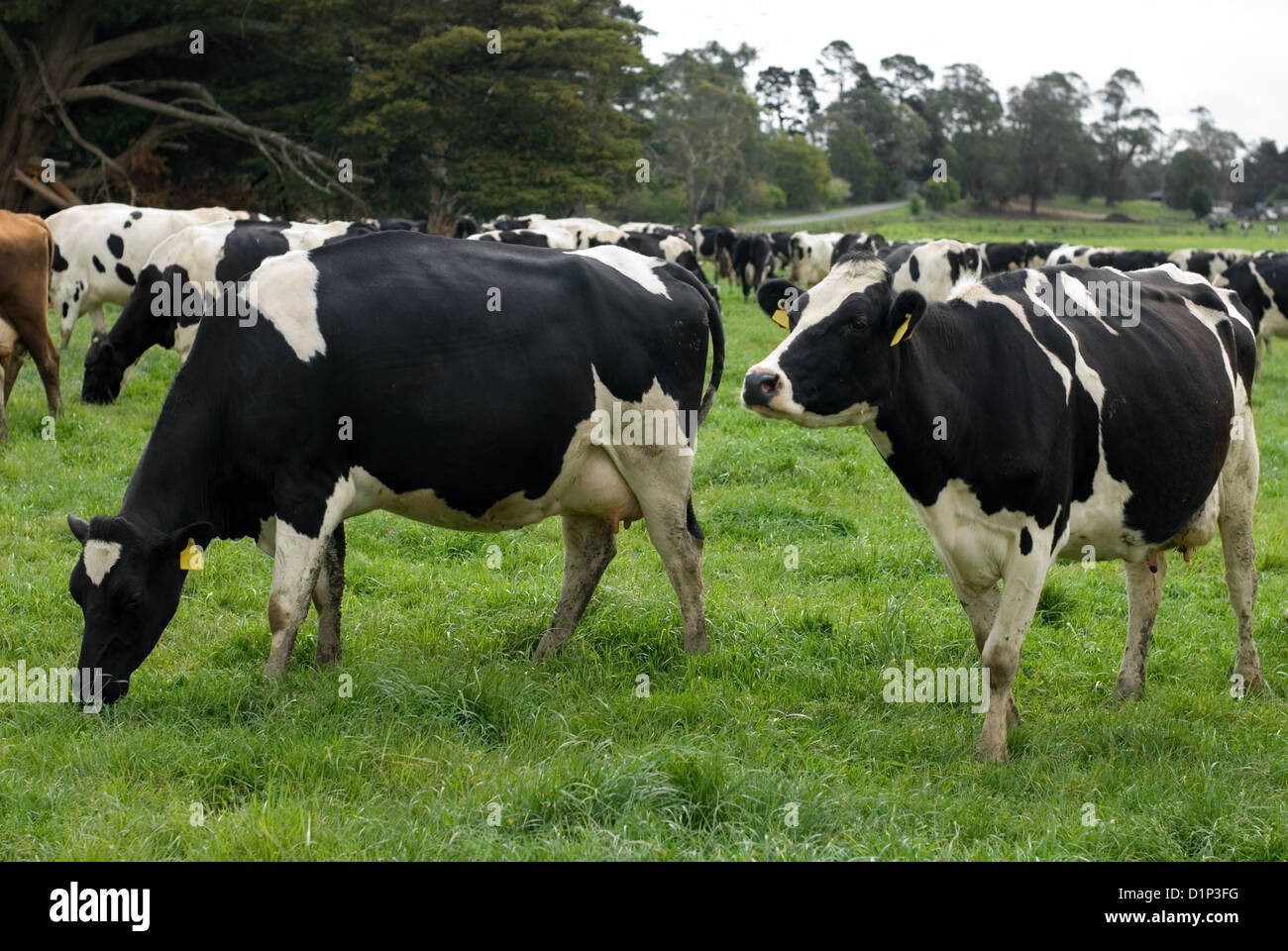 Friesian cows south wales hi-res stock photography and images - Alamy