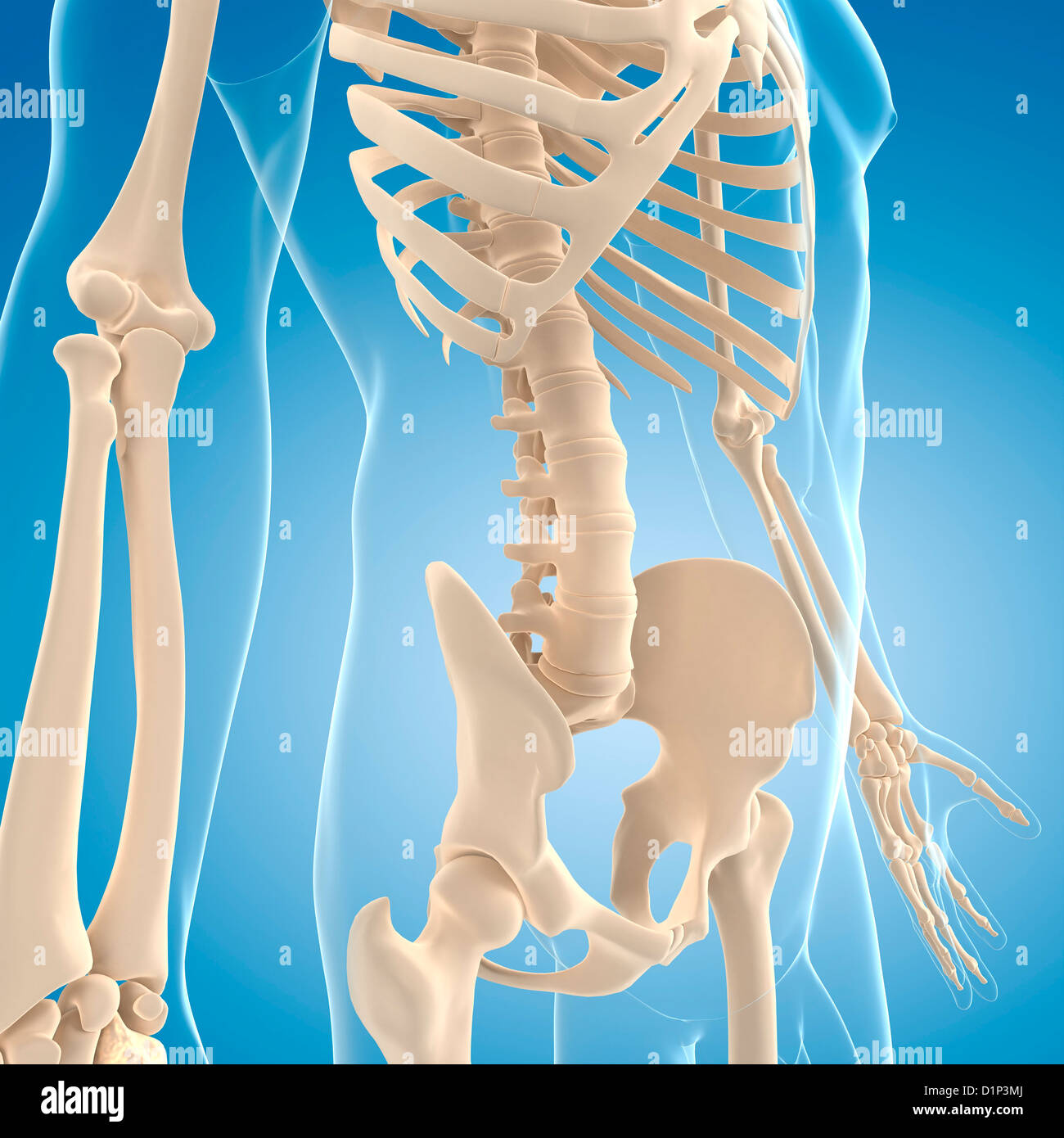 Male skeleton, artwork Stock Photo - Alamy