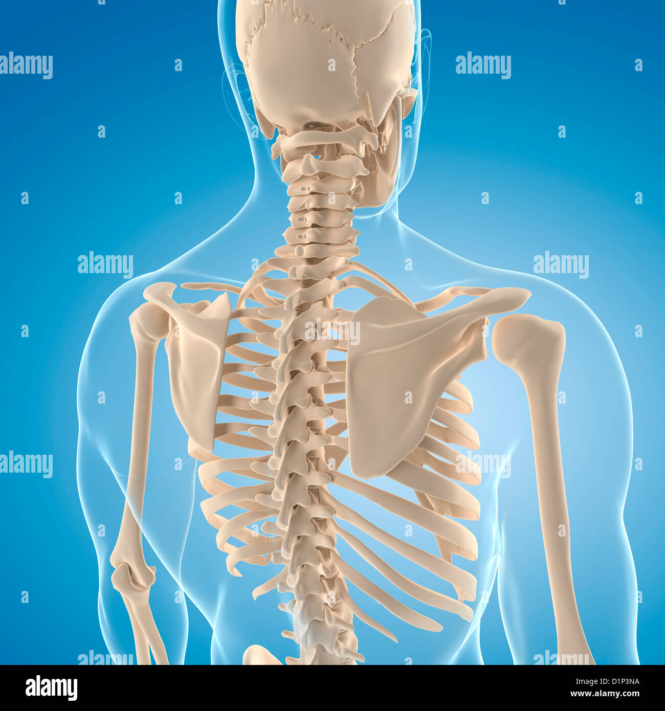 Male skeleton, artwork Stock Photo - Alamy