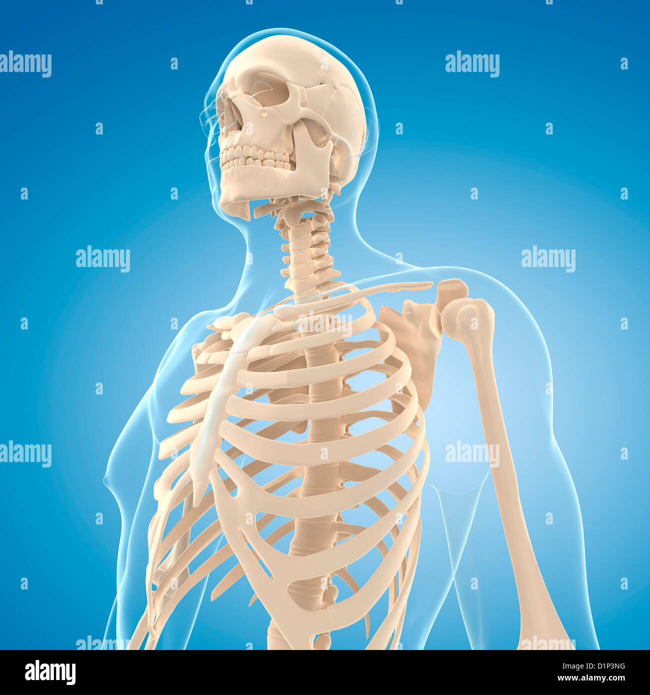 Male skeleton, artwork Stock Photo - Alamy