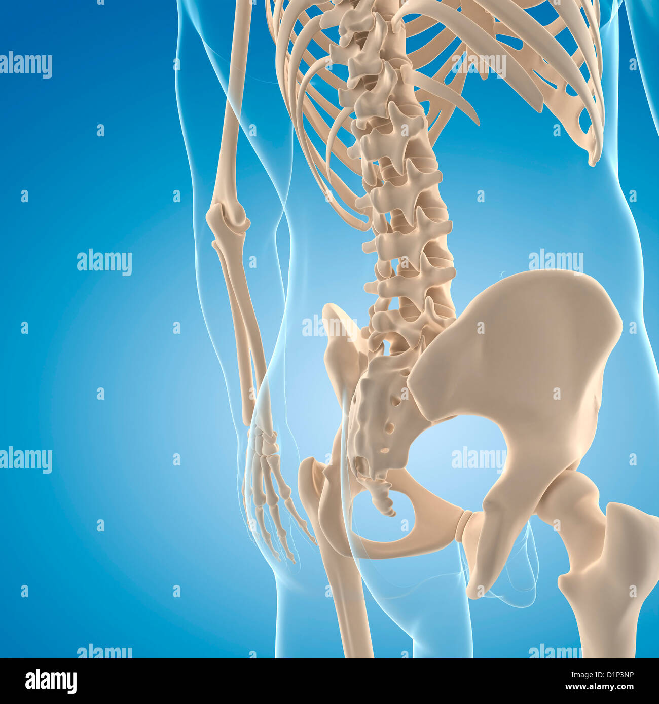 Male skeleton, artwork Stock Photo - Alamy