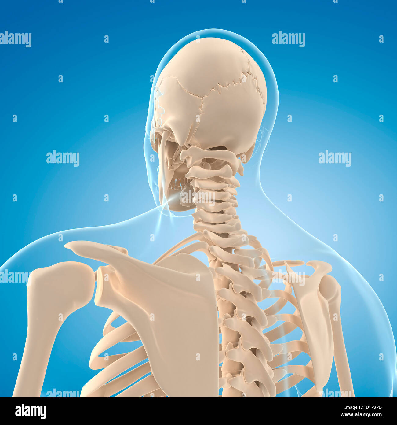 Male skeleton, artwork Stock Photo - Alamy