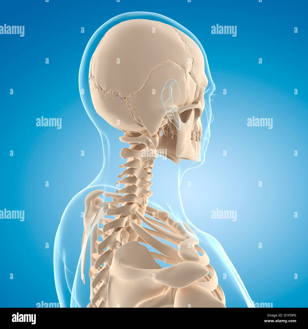 Male skeleton, artwork Stock Photo - Alamy