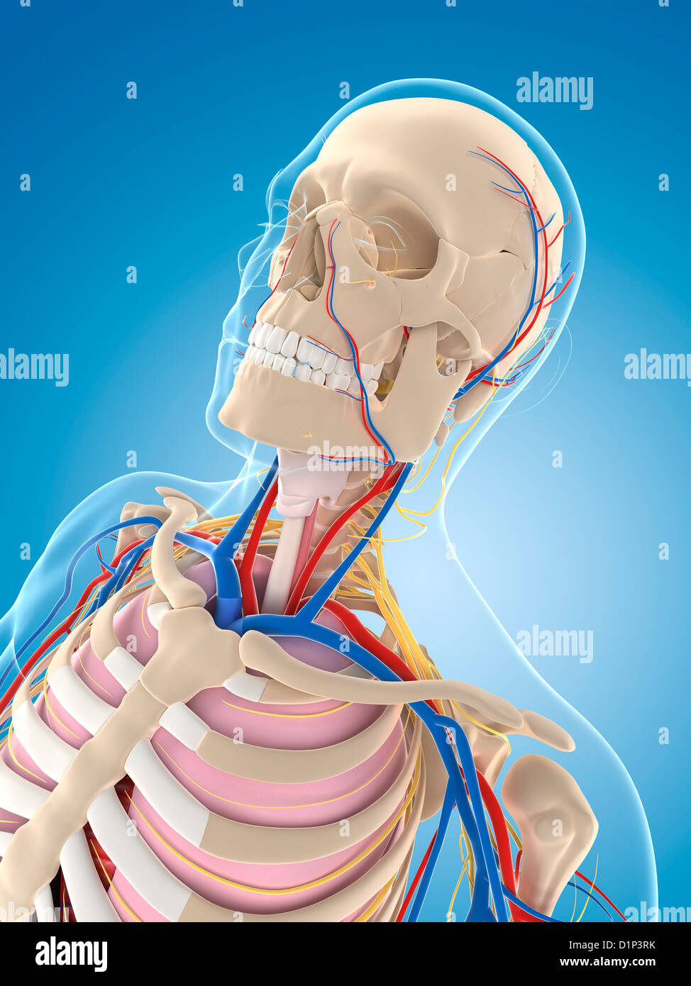 Male skeleton, artwork Stock Photo - Alamy
