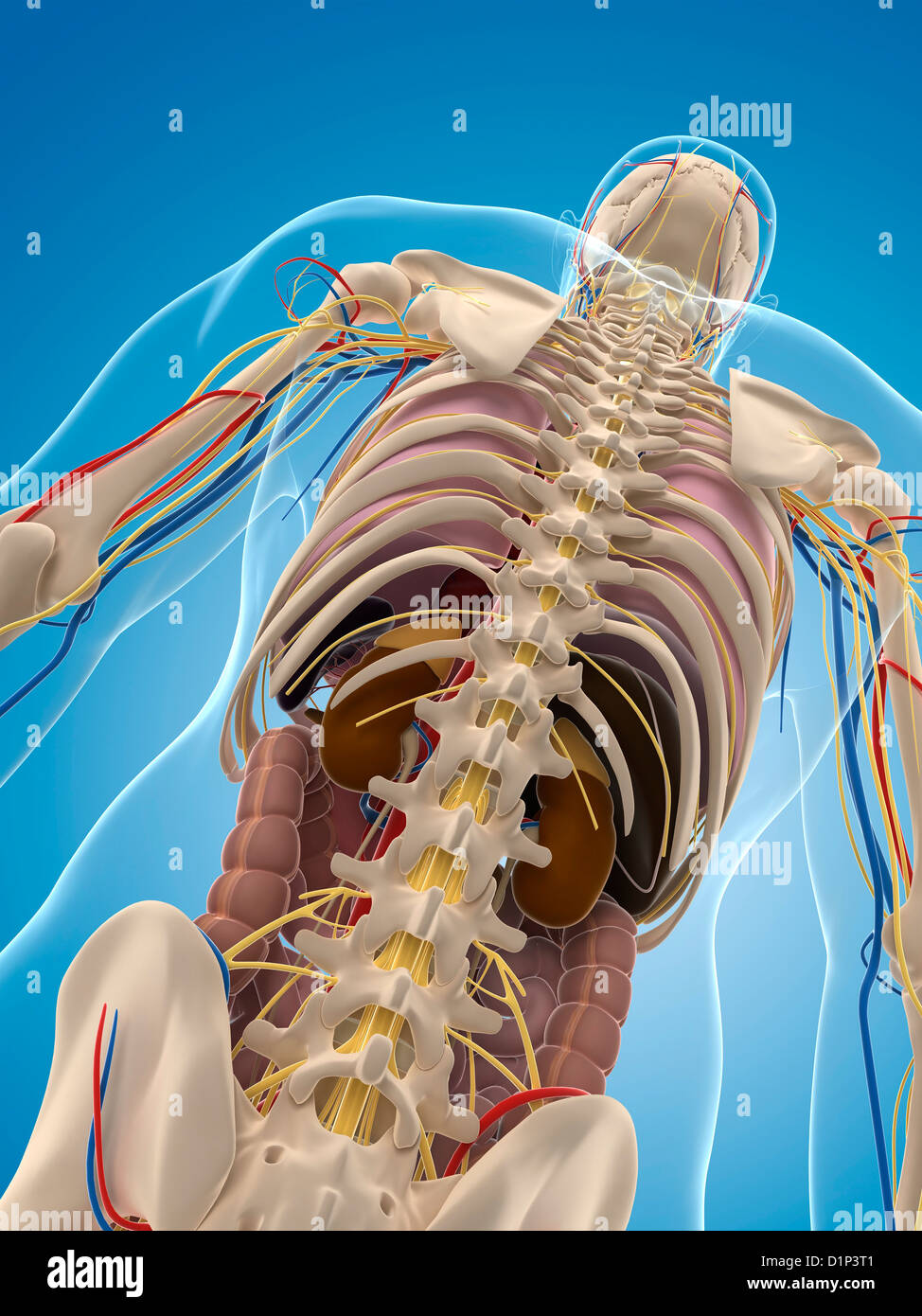 Male skeleton, artwork Stock Photo - Alamy