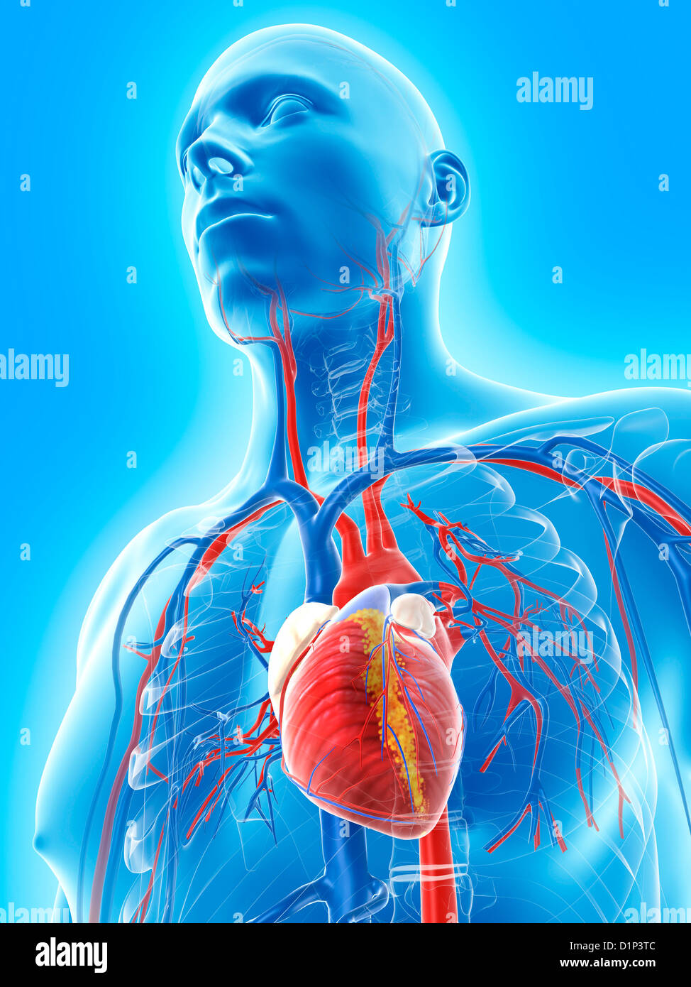 Cardiovascular system, artwork Stock Photo - Alamy