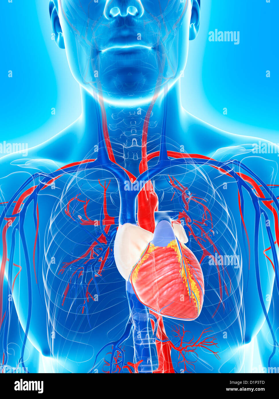 Cardiovascular system, artwork Stock Photo - Alamy