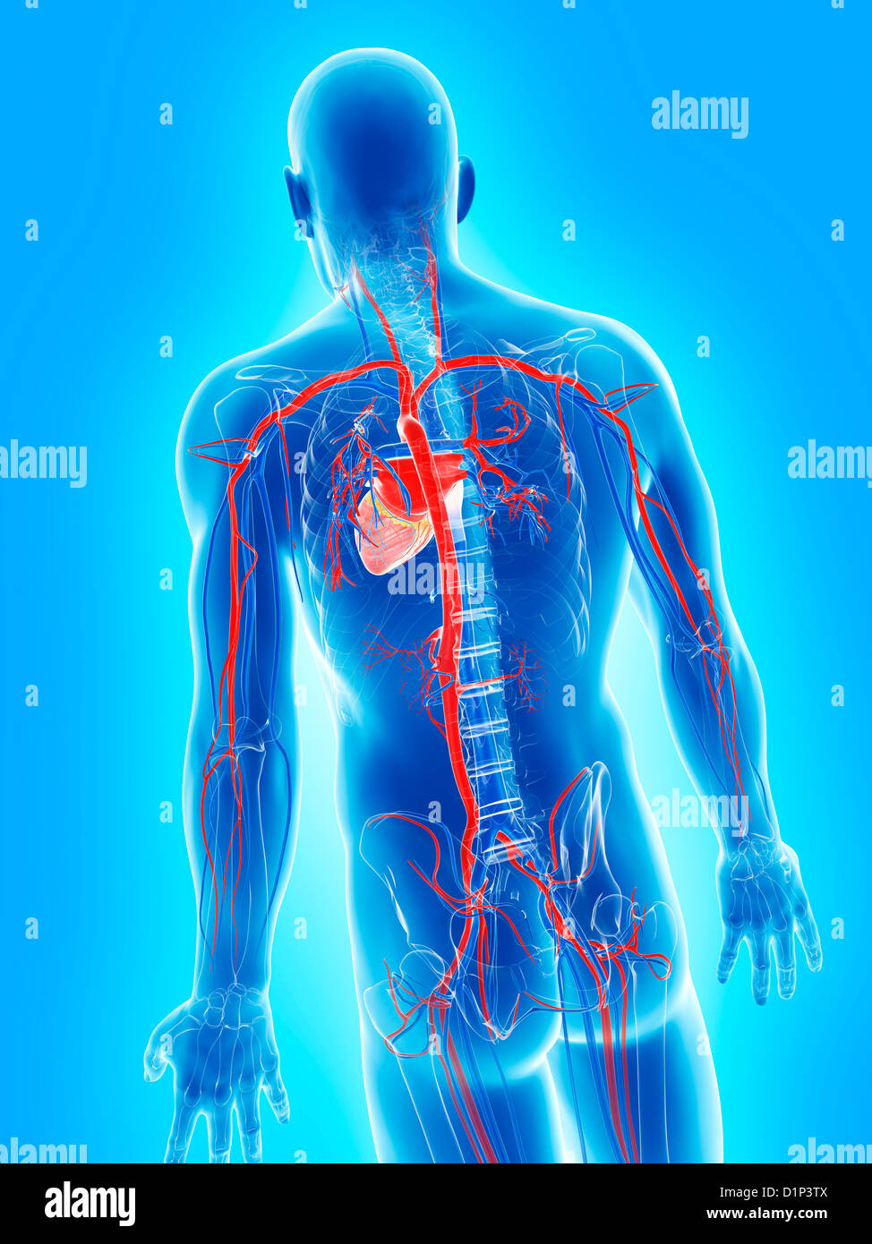 Cardiovascular system, artwork Stock Photo - Alamy
