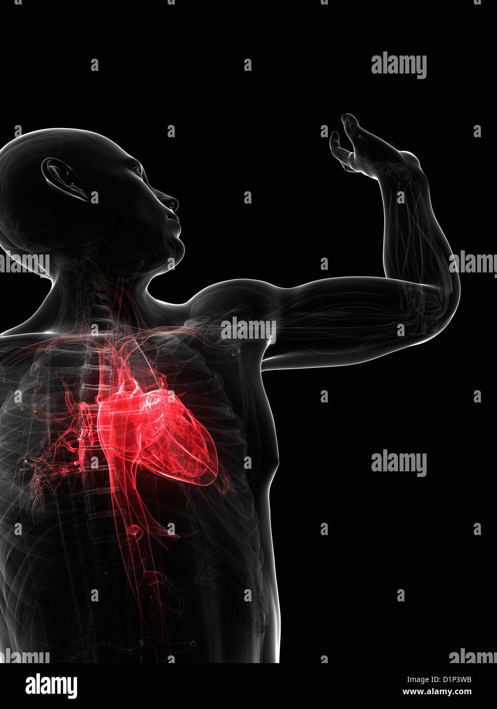 Cardiovascular system, artwork Stock Photo - Alamy
