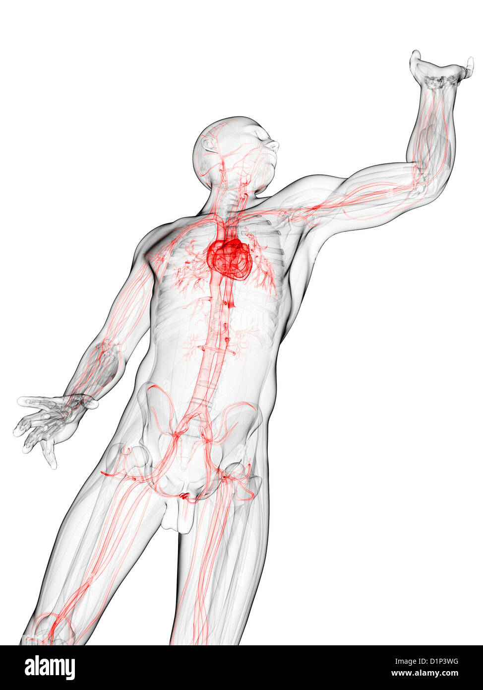 Cardiovascular system, artwork Stock Photo - Alamy