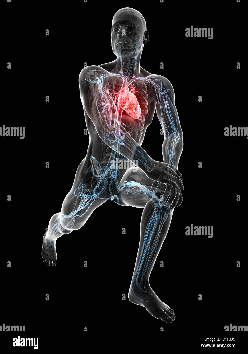 Cardiovascular Activity Stock Photos & Cardiovascular Activity Stock ...