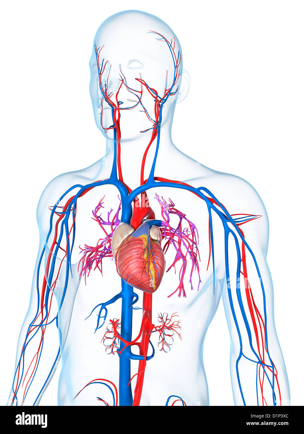 Cardiovascular system, artwork Stock Photo - Alamy