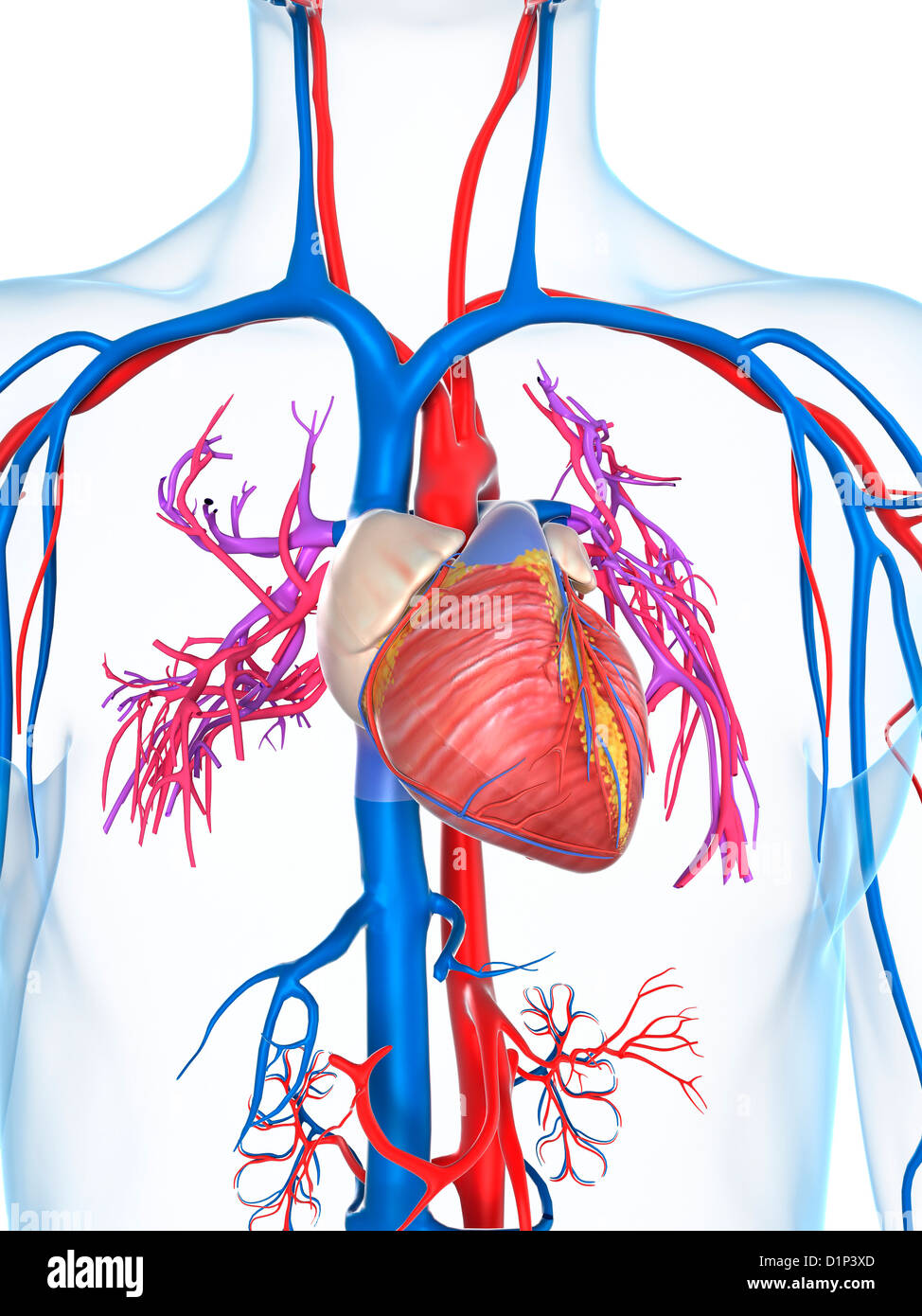 Cardiovascular system, artwork Stock Photo - Alamy