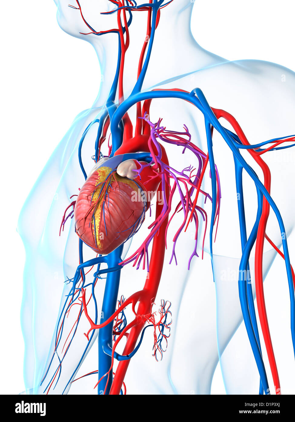 Cardiovascular system, artwork Stock Photo - Alamy