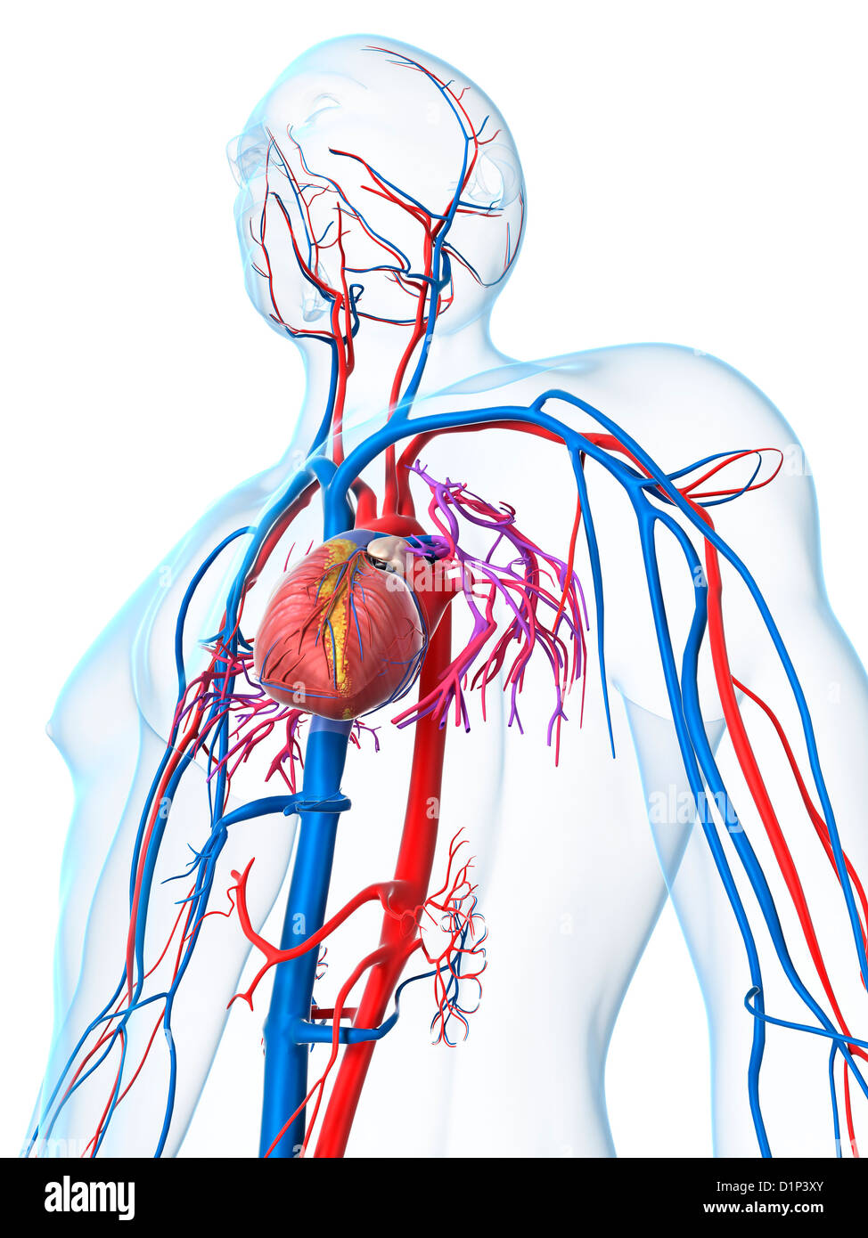 Cardiovascular system, artwork Stock Photo - Alamy