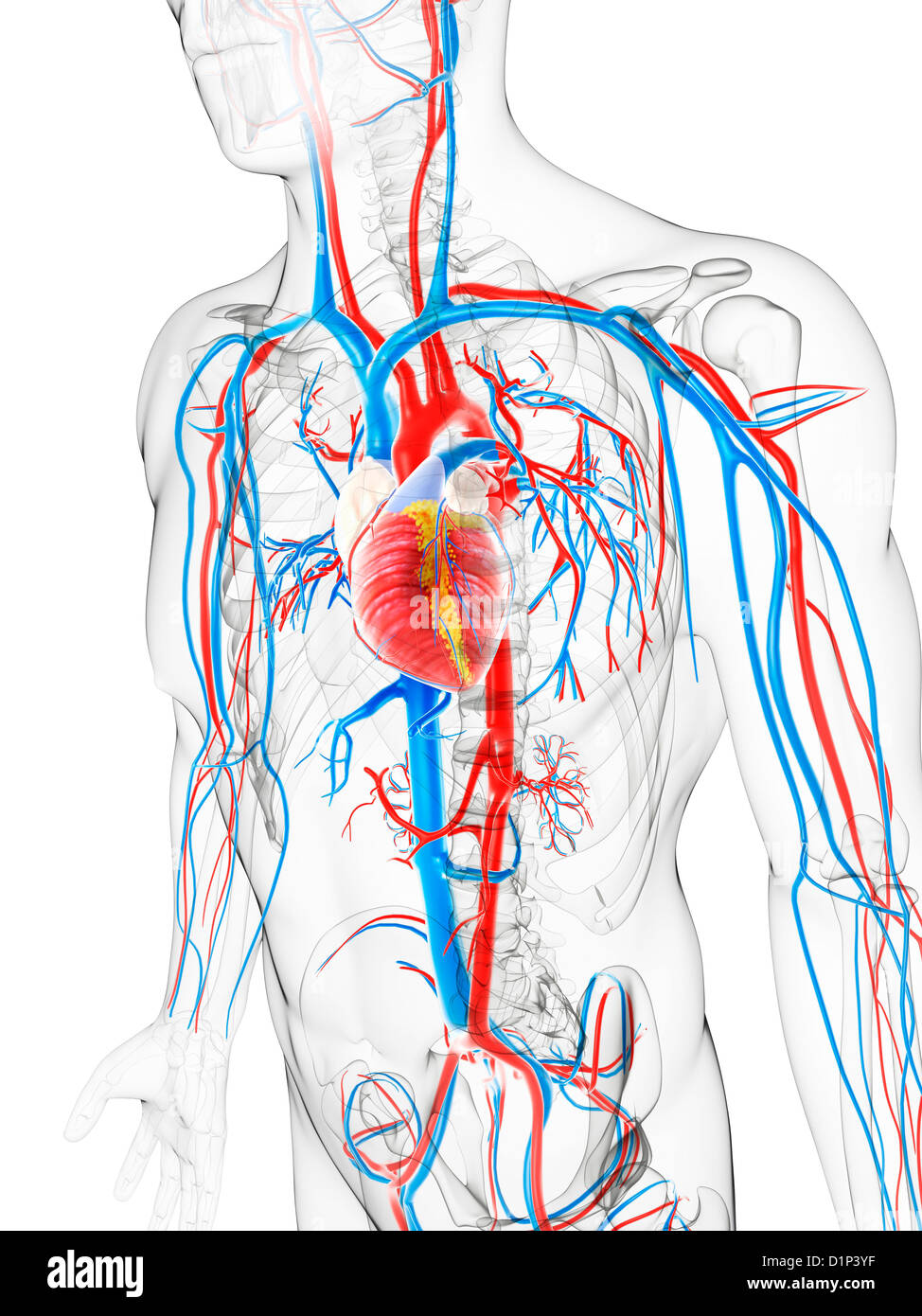 Cardiovascular system, artwork Stock Photo - Alamy