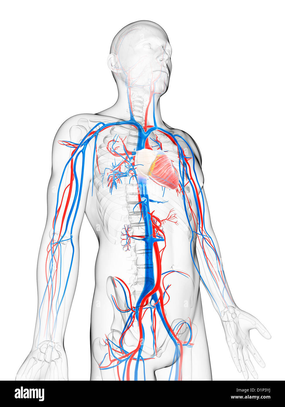 Simple Circulatory System No Labels