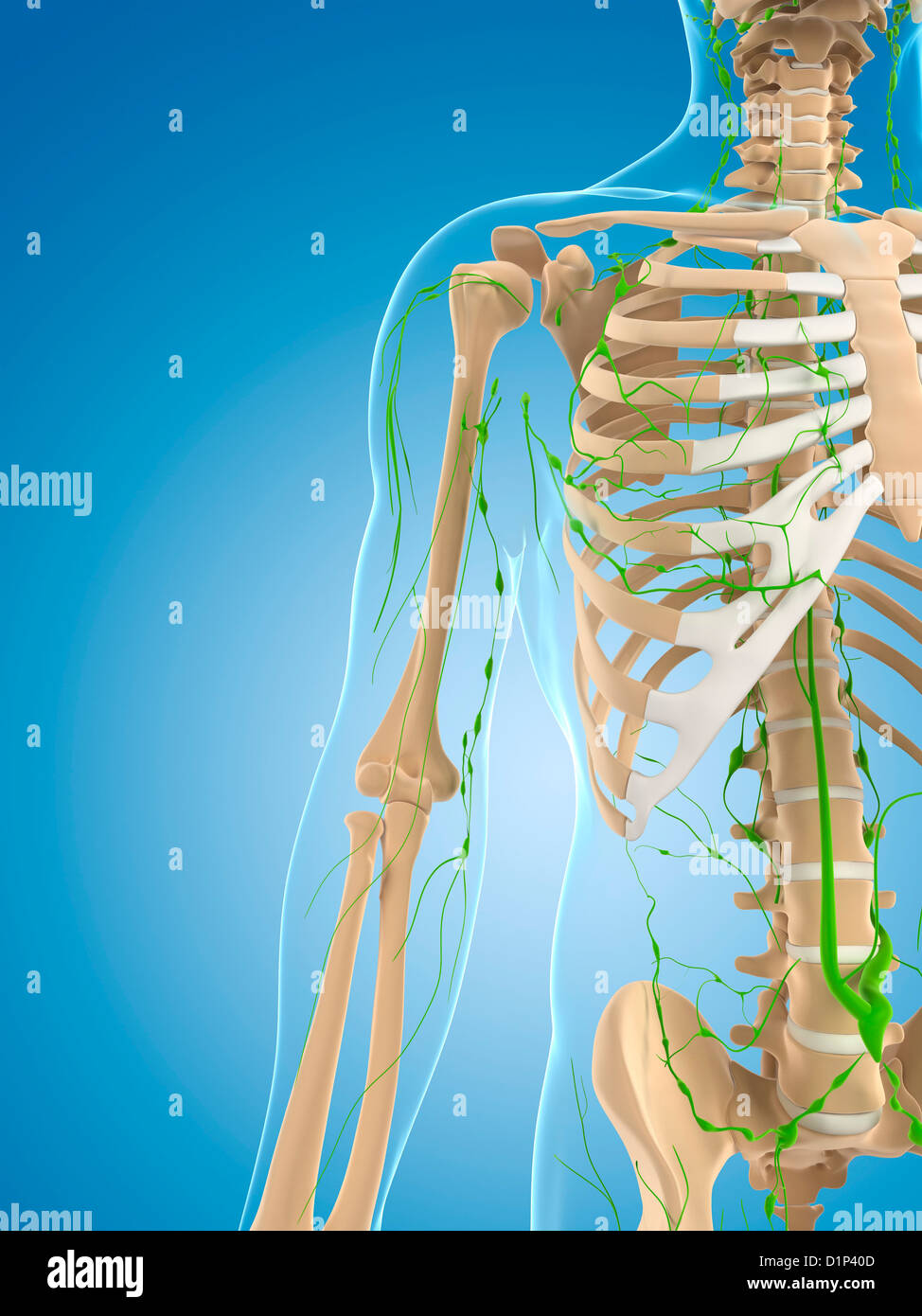 Lymphatic system, artwork Stock Photo - Alamy