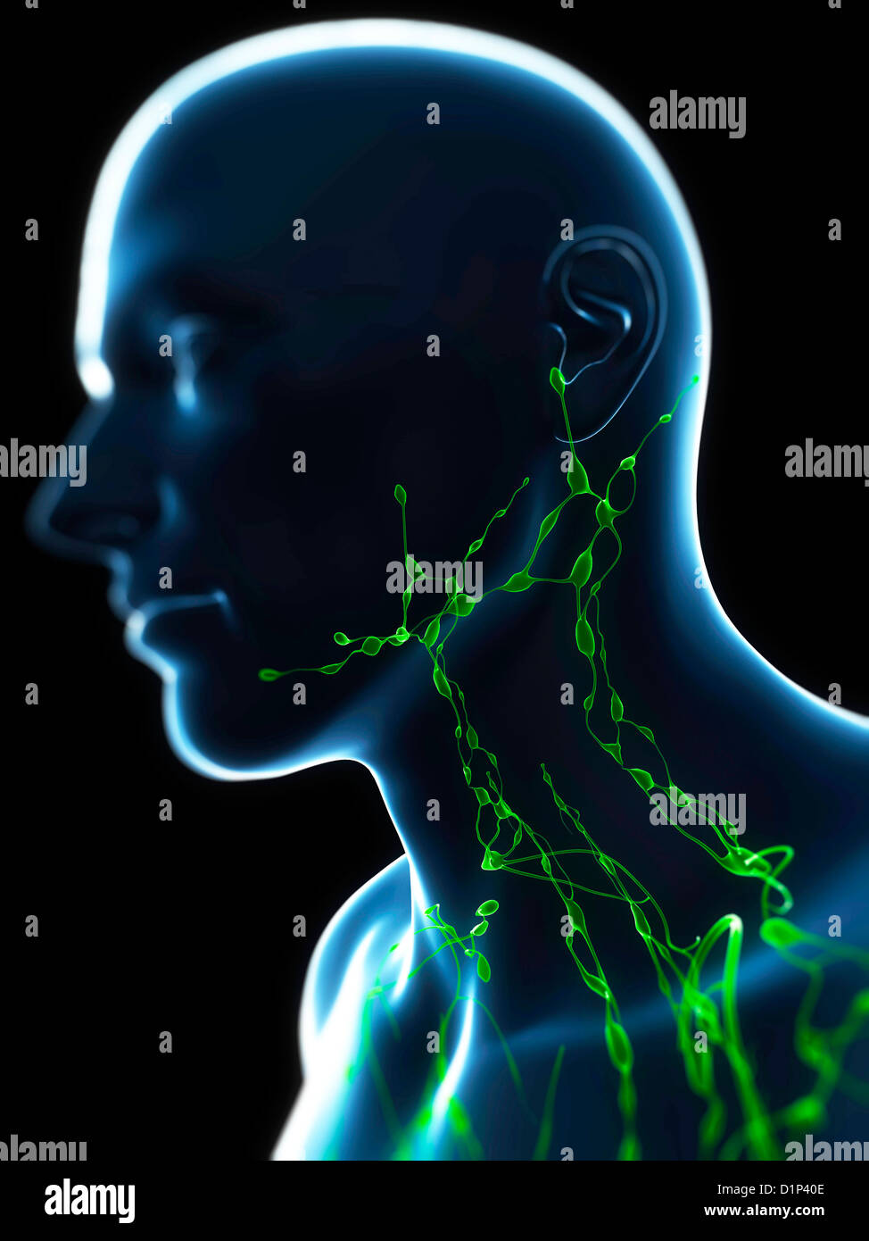 The lymphatic system hi-res stock photography and images - Alamy