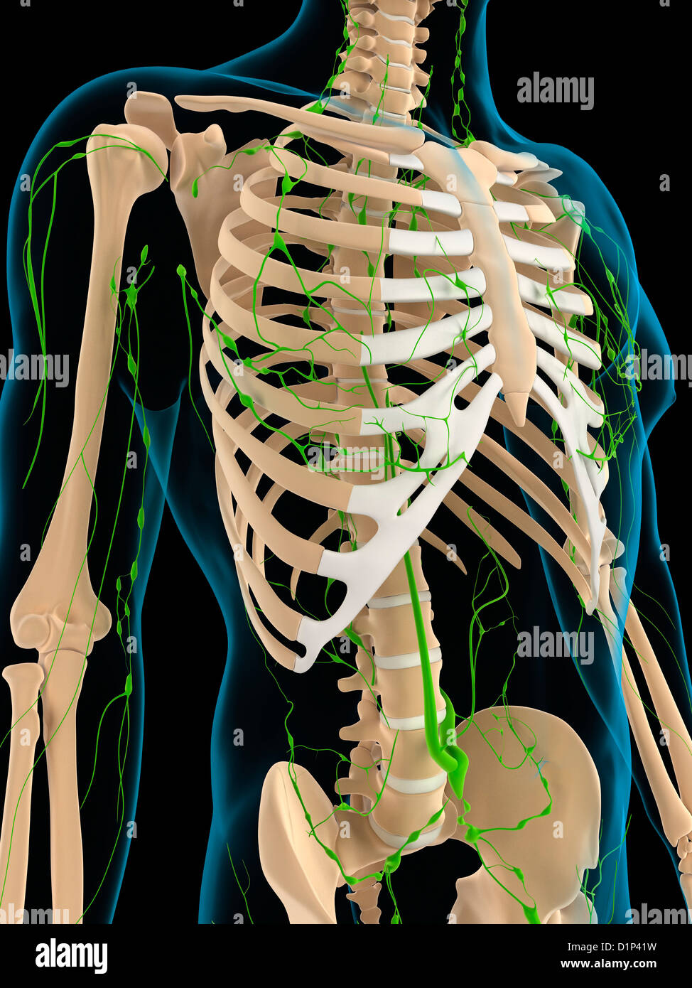 Lymphatic system, artwork Stock Photo - Alamy